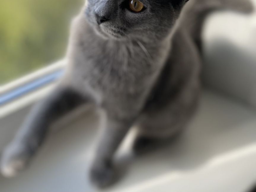 Шотланский котенок