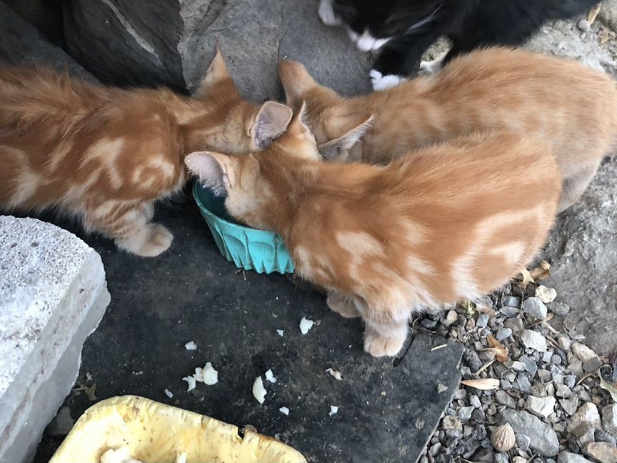 Симпатичные котята ищут хозяев