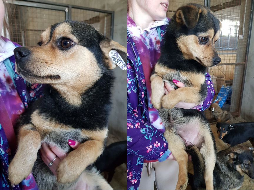 Мальчик коротколапик в добрые руки