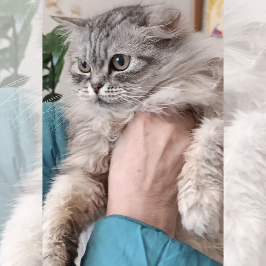 Взрослая, кошка в добрые руки