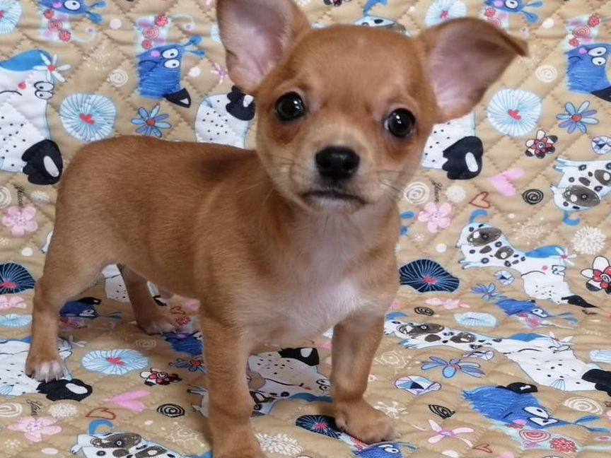 Чишка мальчишка