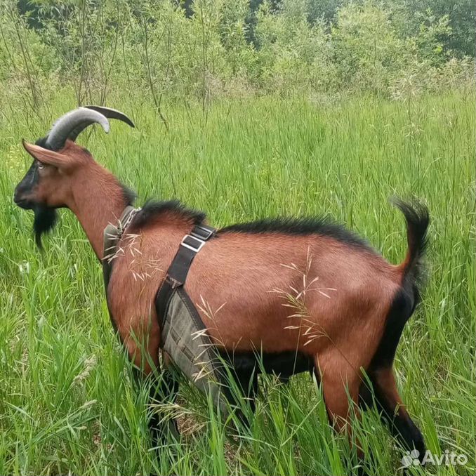 Чешский козел