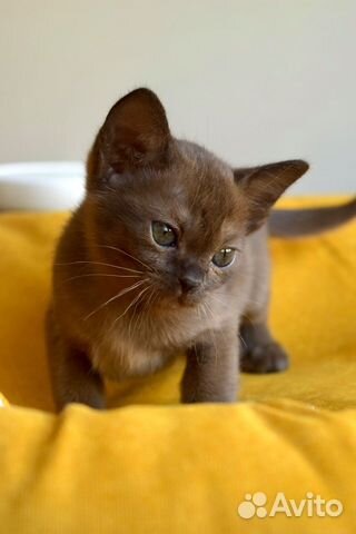 Бурманские котята