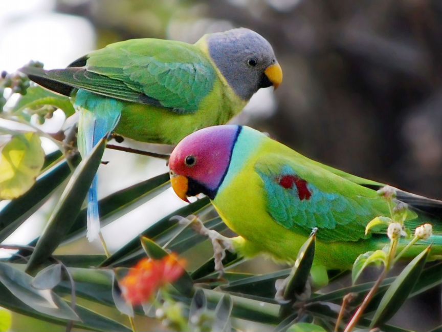 Попугай Сливоголовый Пара