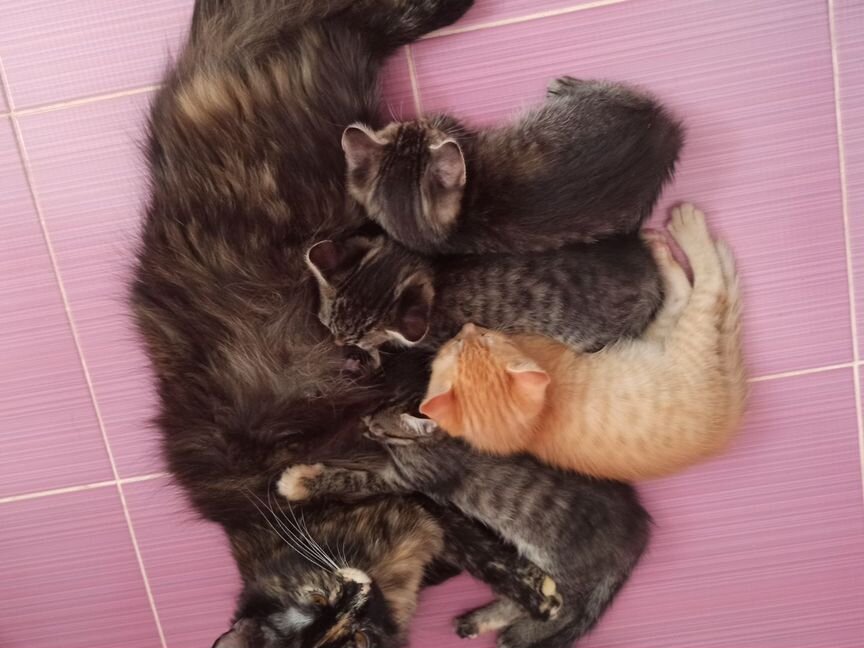 Котята