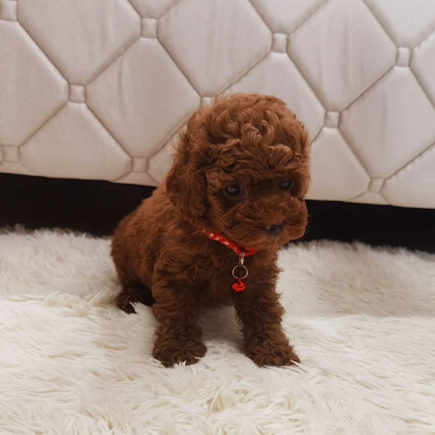 Мальтипу ред braun Тедди мишка