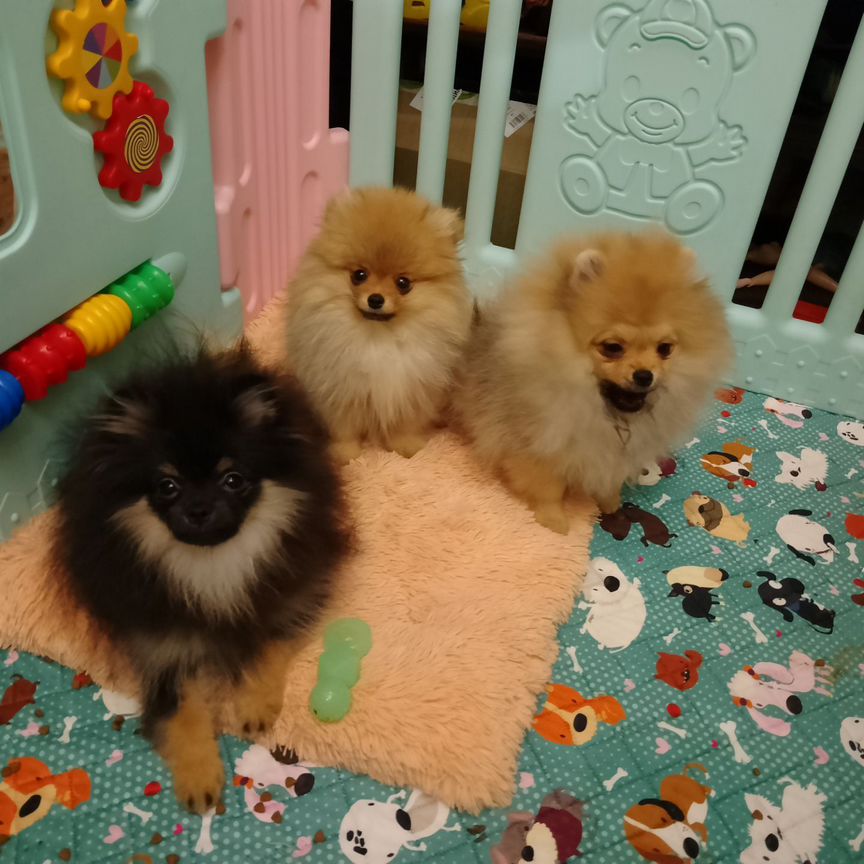 Померанцы девочки