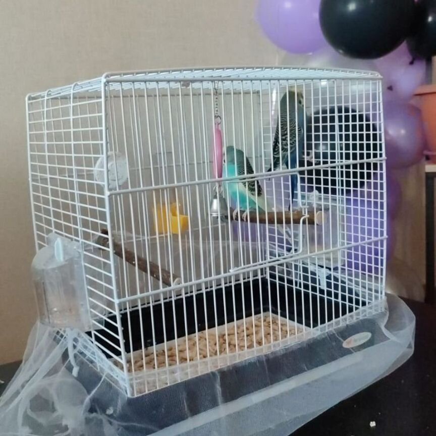 Волнистые попугаи 2 шт. с клеткой