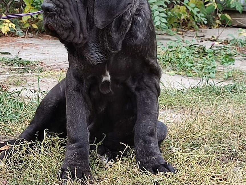 Неаполитанский мастиф