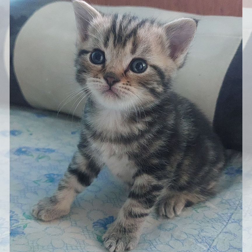 Шотландский прямоухий короткошёрстный котёнок