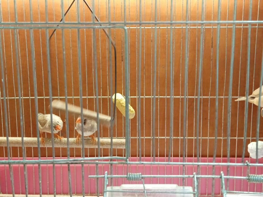 Зебровые амадины