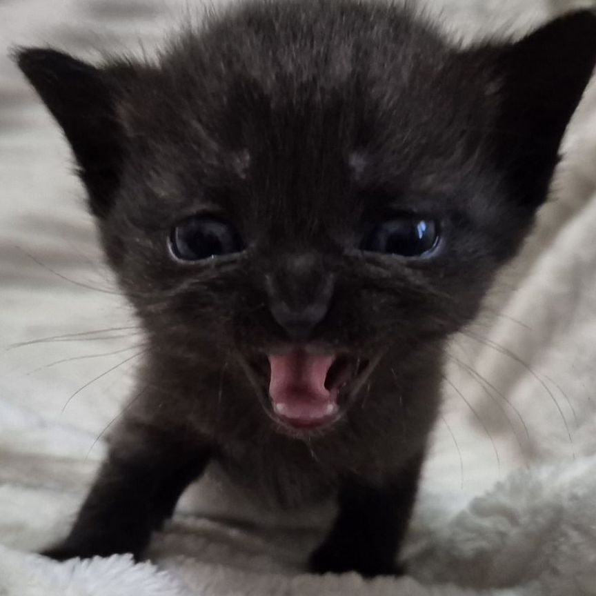 Котята