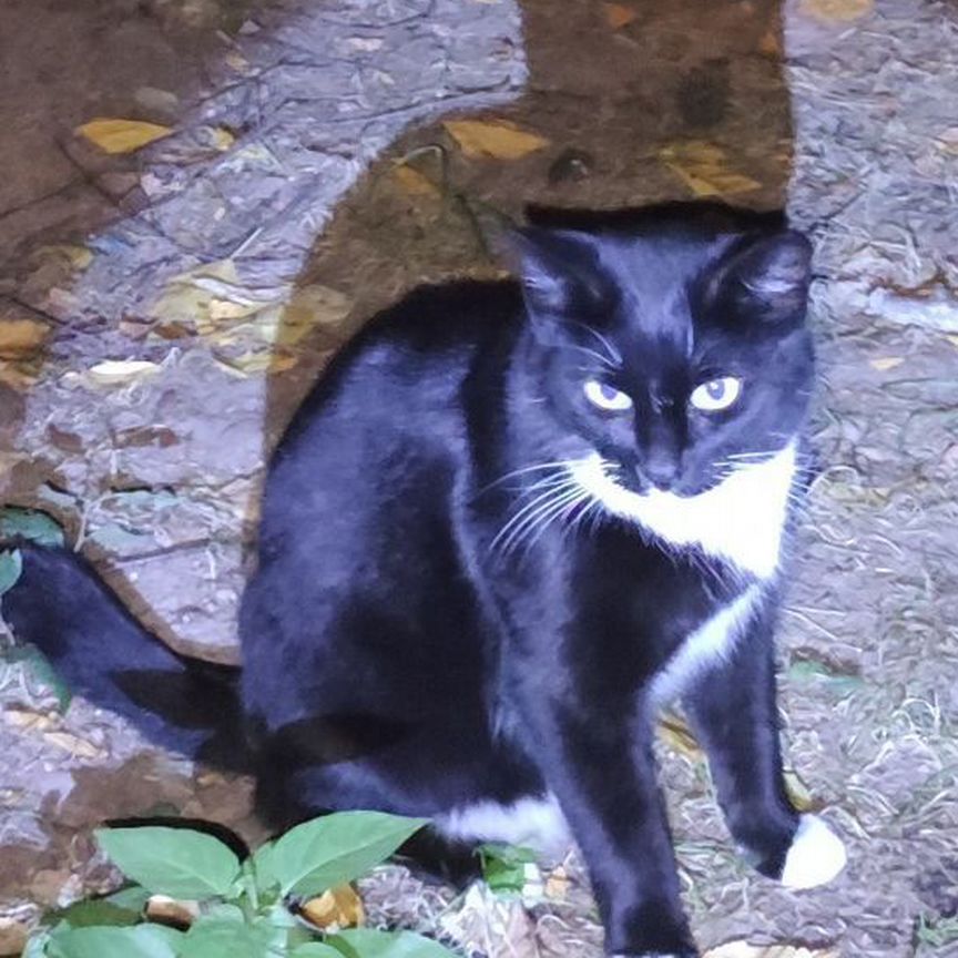 Кот кастрированный