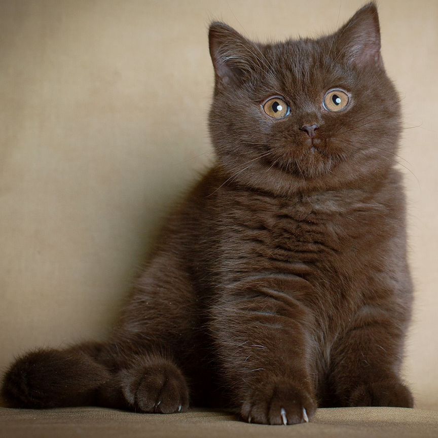 Британский короткошёрстный котёнок
