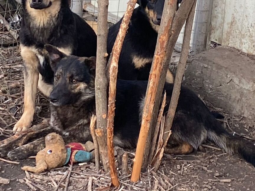 Собаки стерилизованые подростки в добрые руки