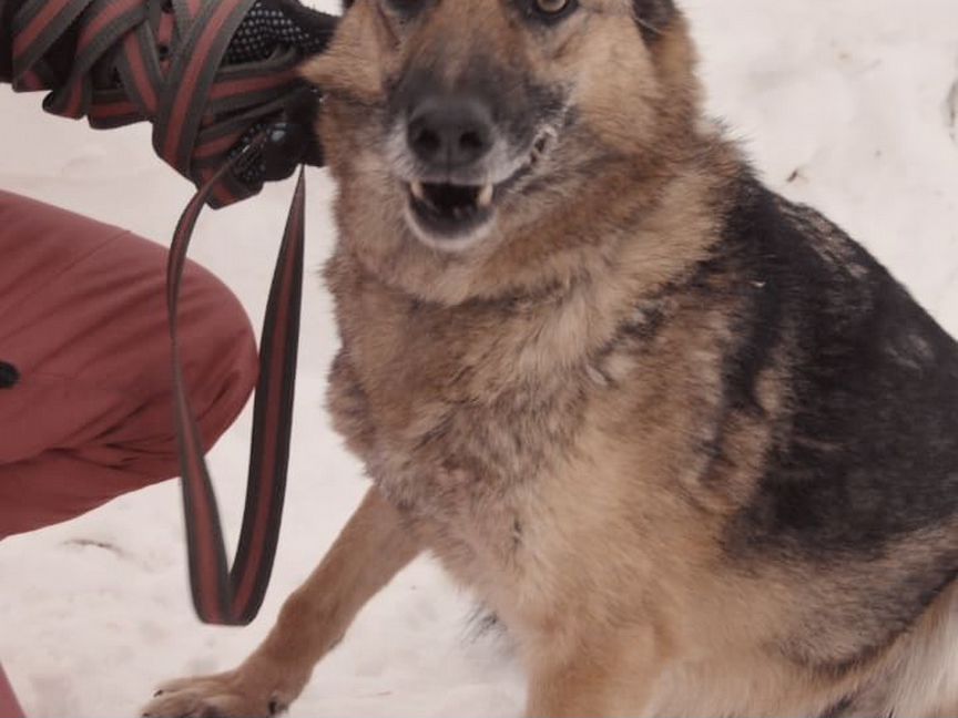 Возрастной активный пёс страдает в приюте