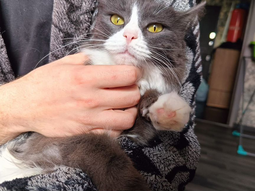 Кошка серо белая ищет дом