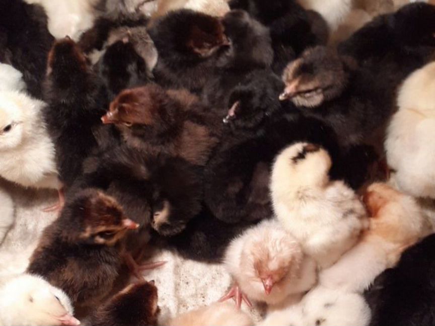 Цыплята суточные