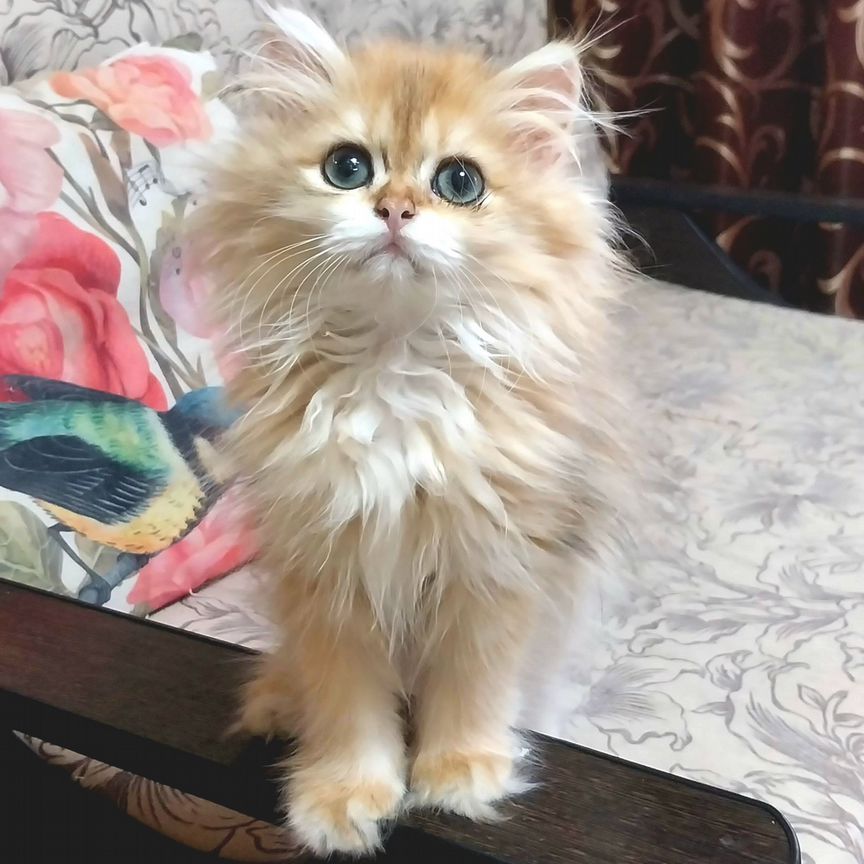 Шотландский котик ny 12