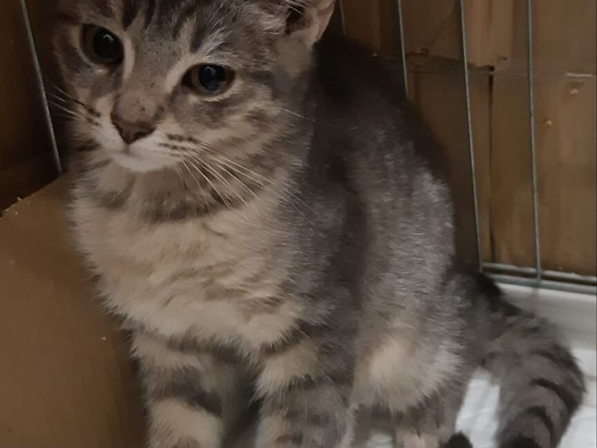 Кошки в добрые руки бесплатно