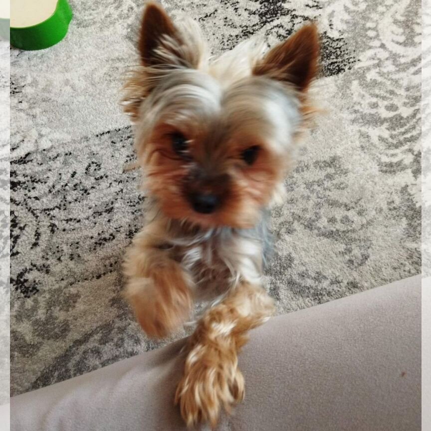 Йоркширский терьер мини