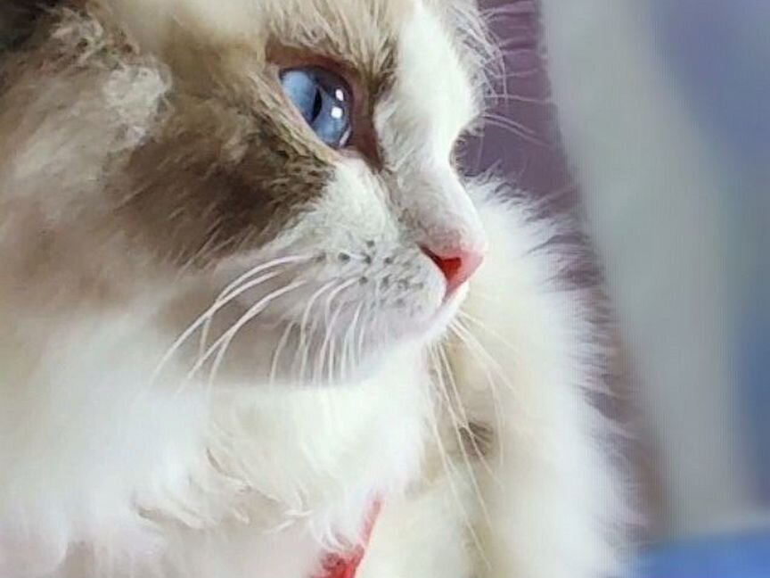 Котенок рэгдолл, замурчательная девочка