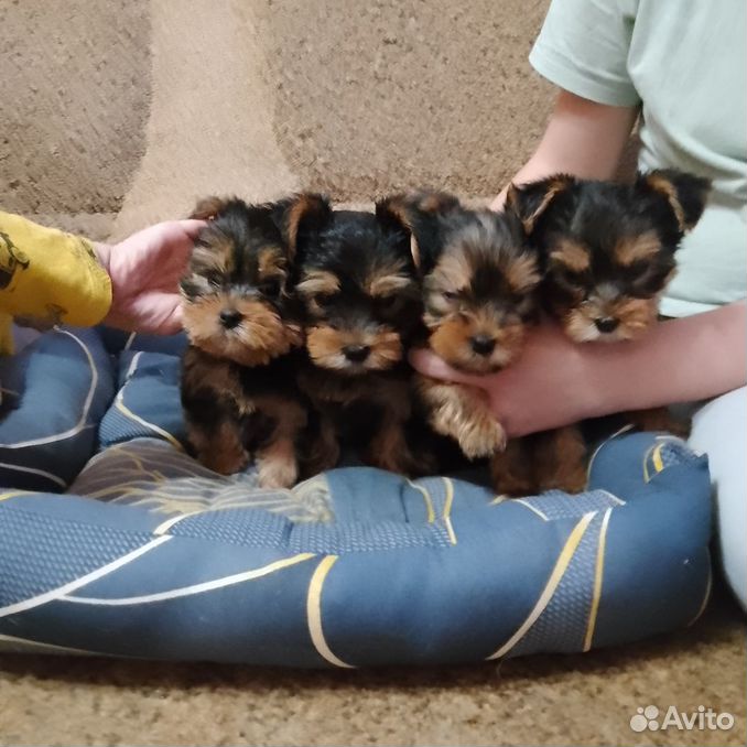Щеночки-йорики