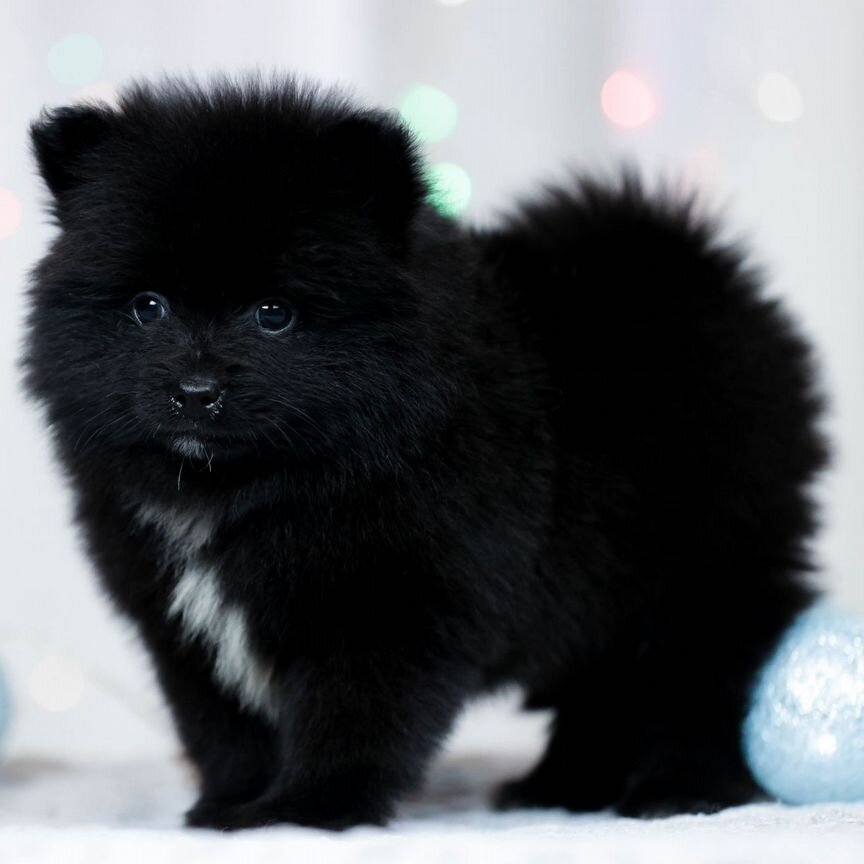 Померанский шпиц, щенок