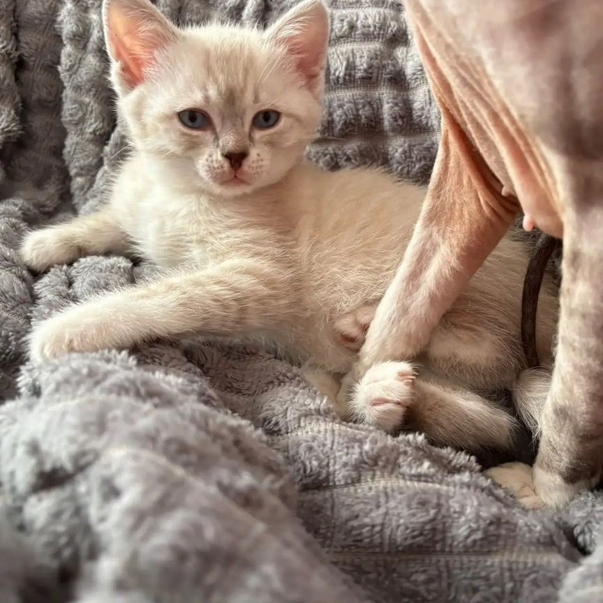 Канадский сфинкс котёнок