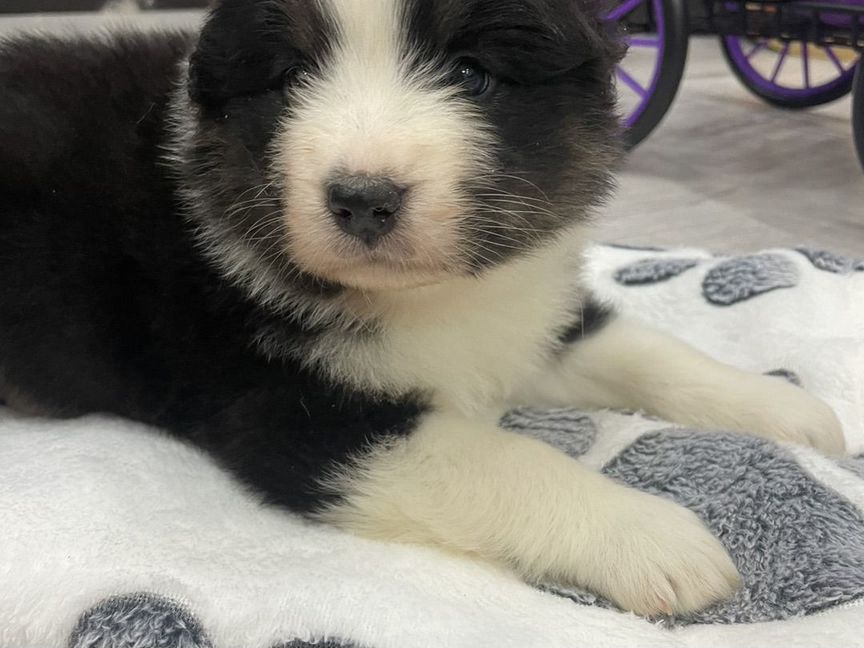 Щенки аусси