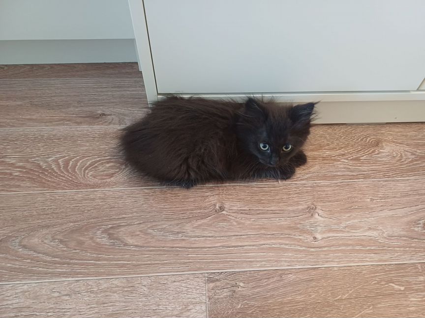 Черный котенок девочка