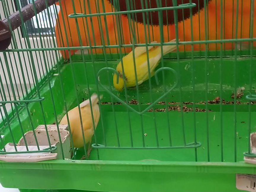 Продаю пару канареек