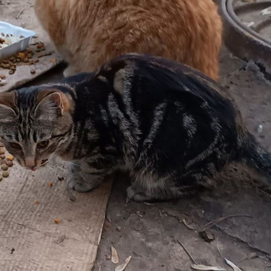 Котенок ищет дом