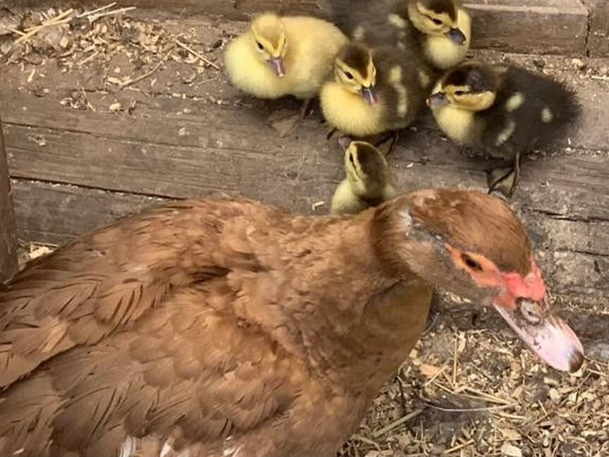 Индоутка мускусная утка