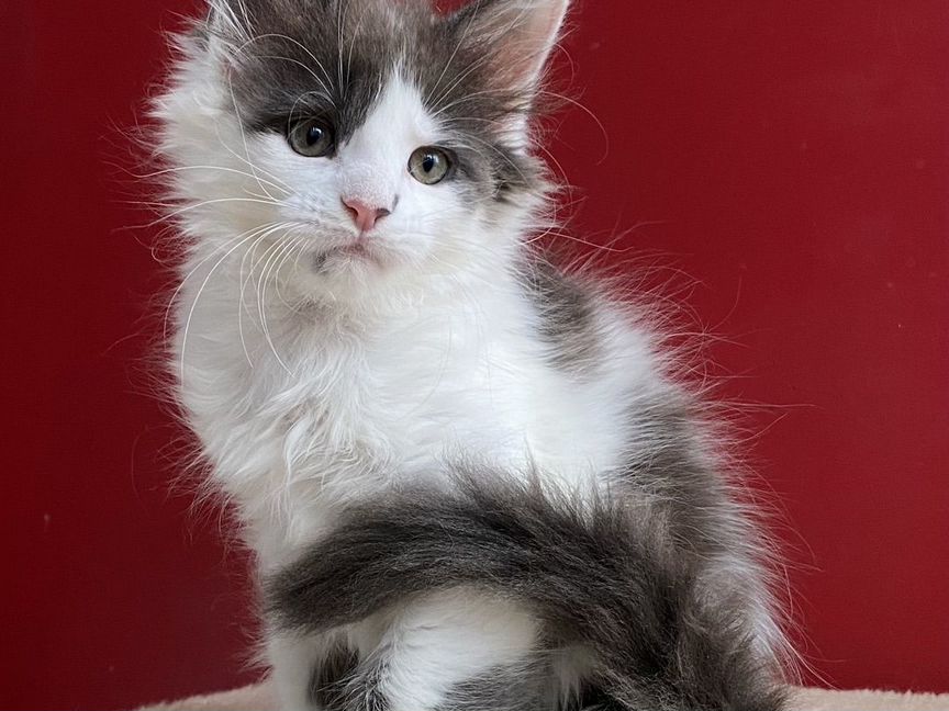 Девчушка мейн-кун