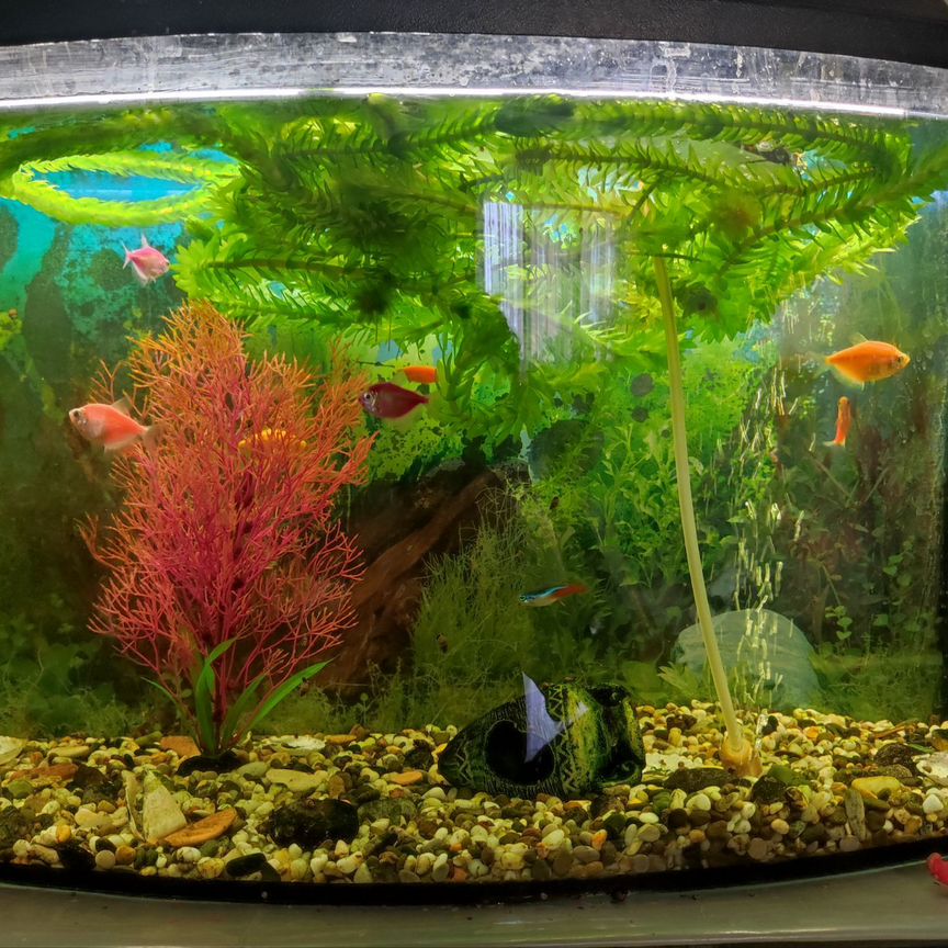 Аквариум