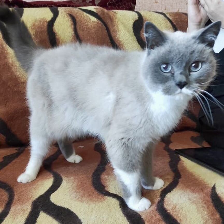 Домашний кот
