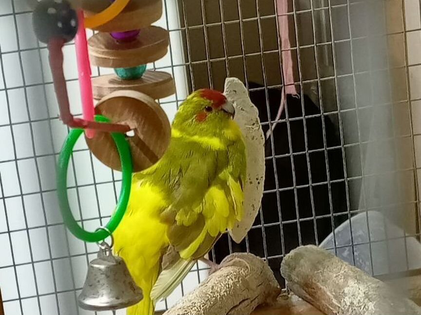 Попугай какарик