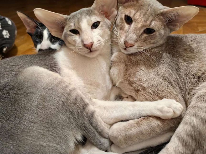 Ориентальные кошечки