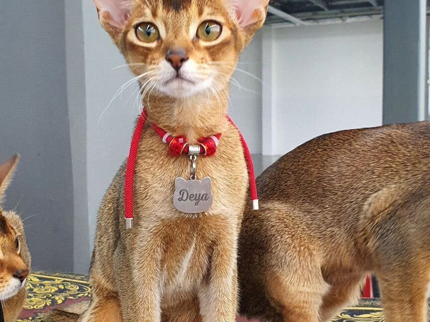 Ласковая кошечка