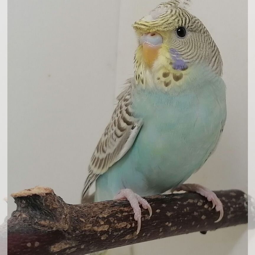 Волнистый попугай,самочка