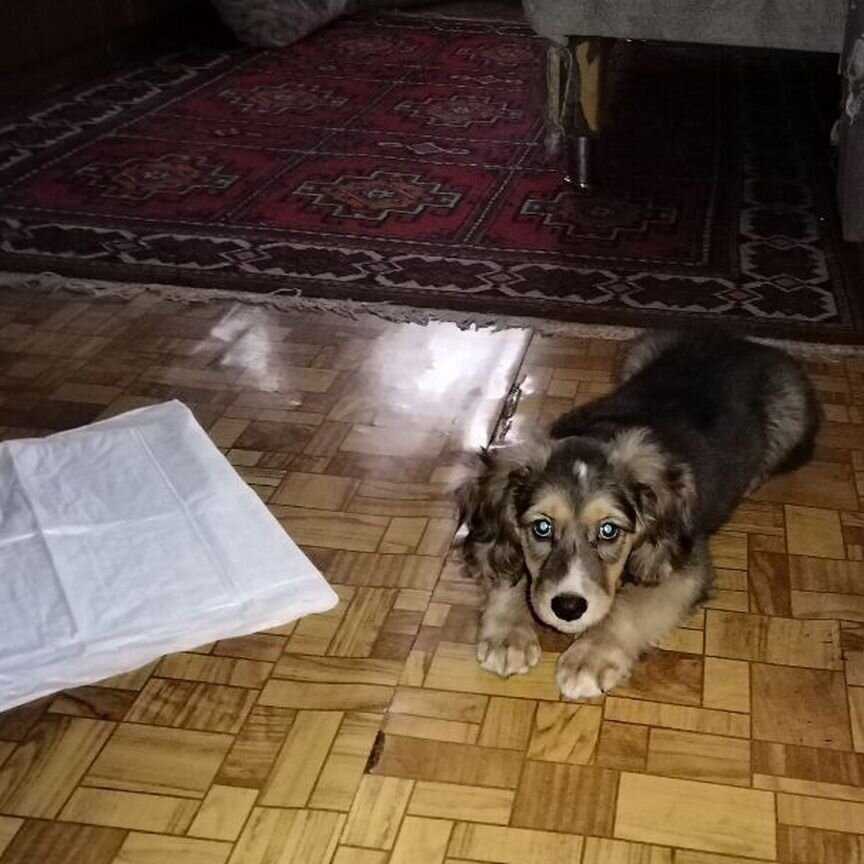 Кокер спаниель, щенок