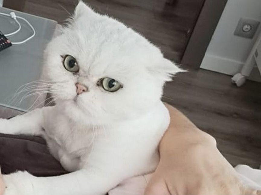 Отдам бесплатно Британскую шиншиллу