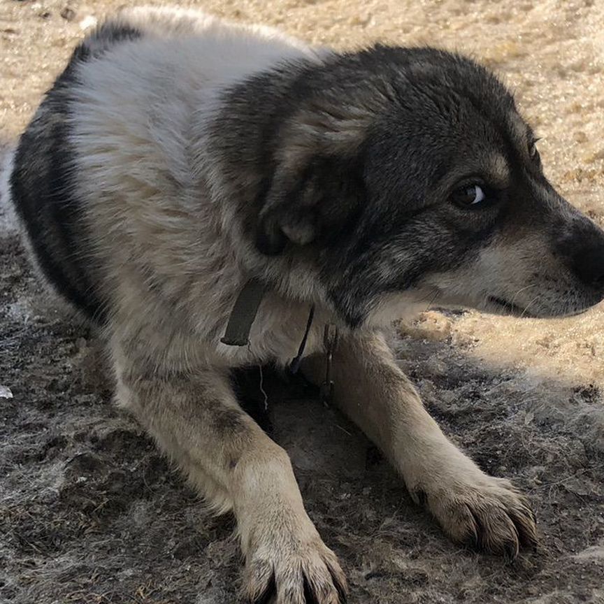 Взрослая собака в добрые руки