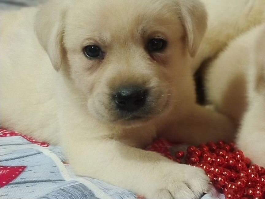 Щенки лабрадора РКФ