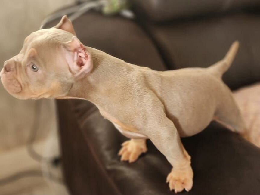 Американский булли покет