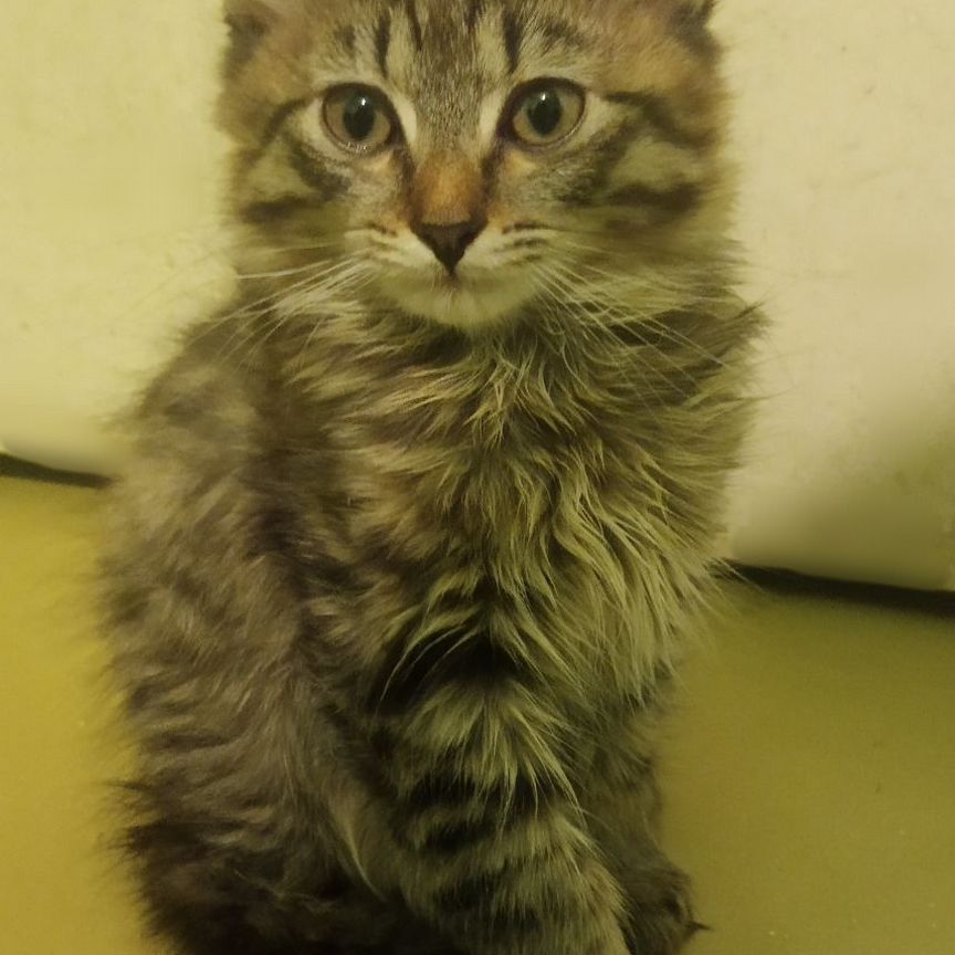 Полосатый котенок