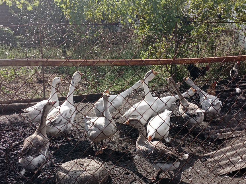 Продам гусей