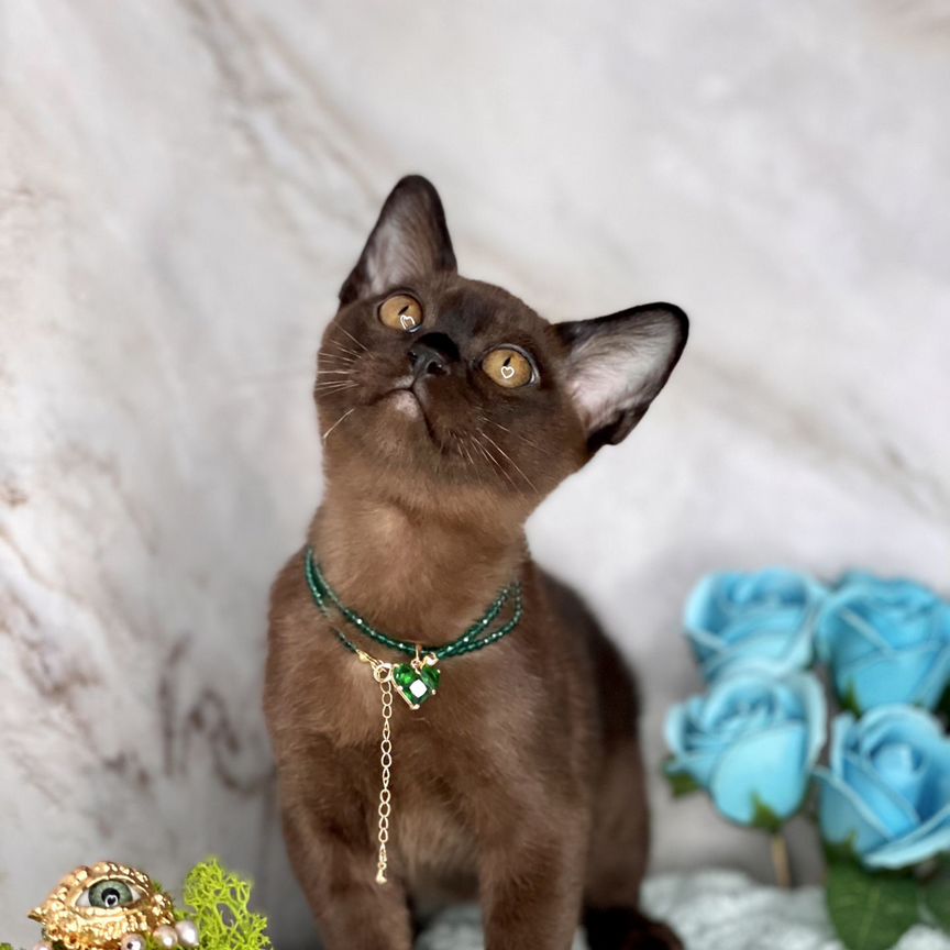 Бурманский соболь