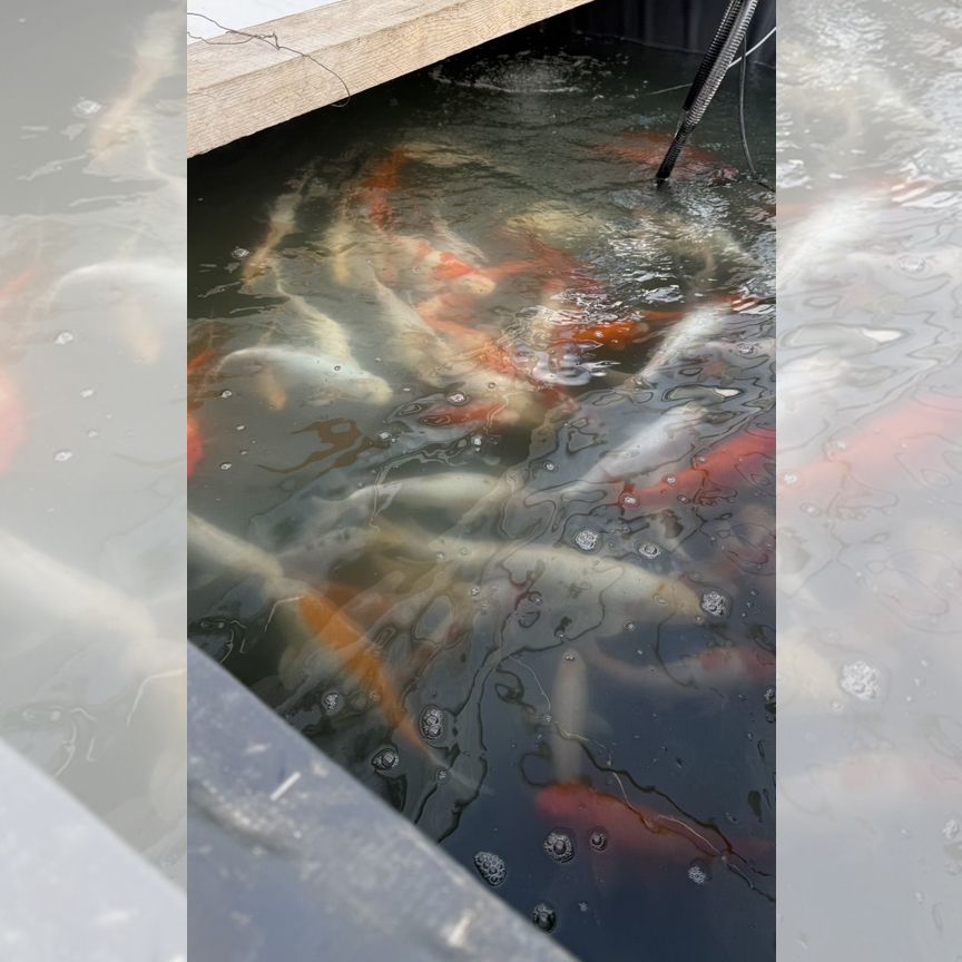 Рыбки карпы кои для пруда или большого аквариума